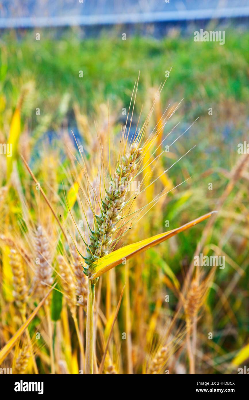 golden corn field with spica in detail Stock Photo - Alamy