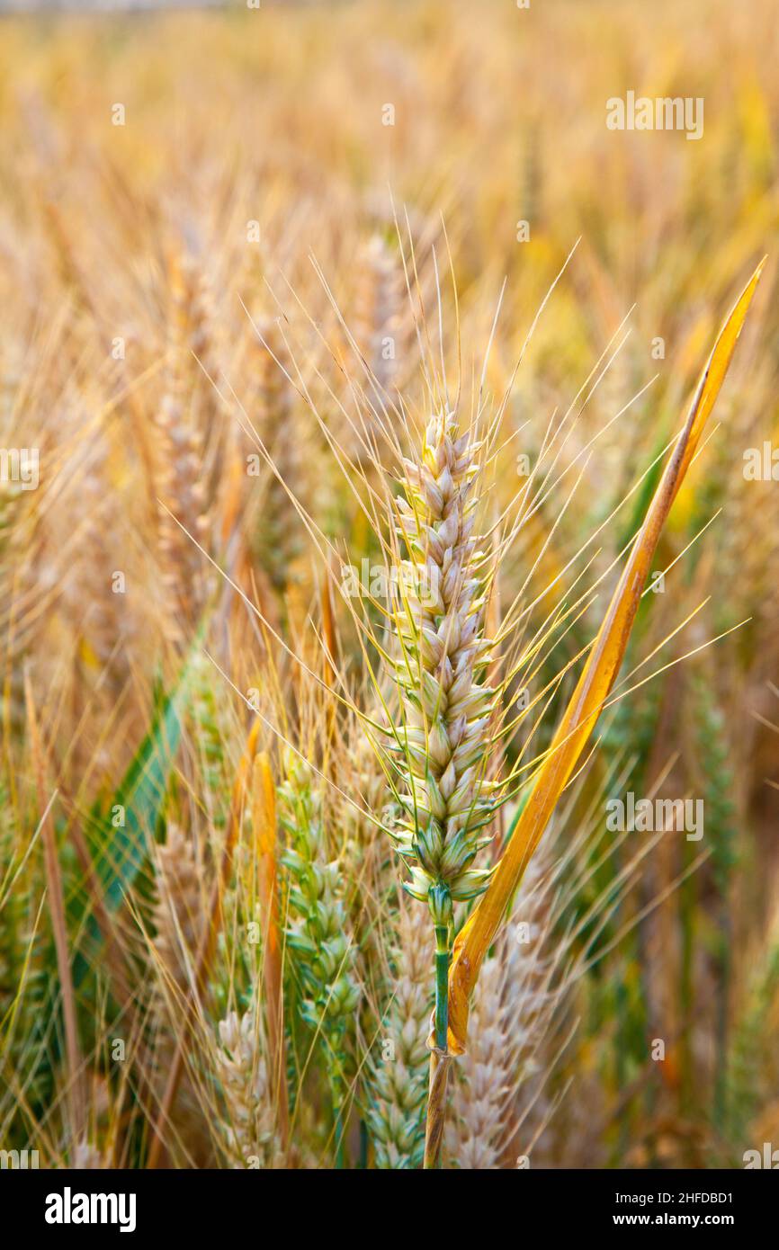 golden corn field with spica in detail Stock Photo - Alamy