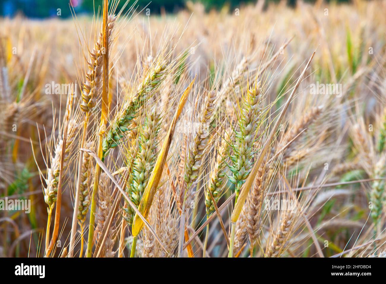 golden corn field with spica in detail Stock Photo - Alamy