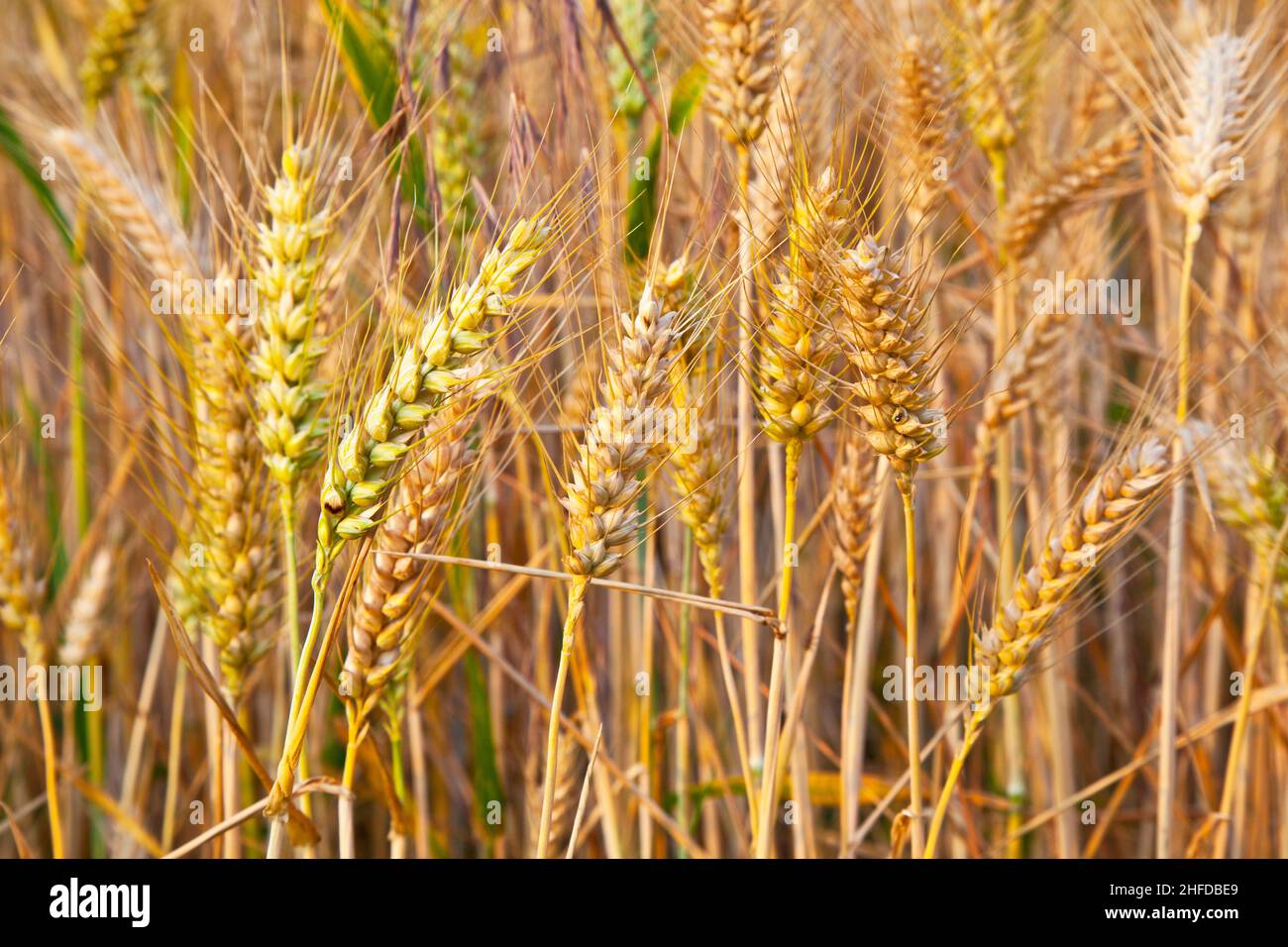 golden corn field with spica in detail Stock Photo - Alamy
