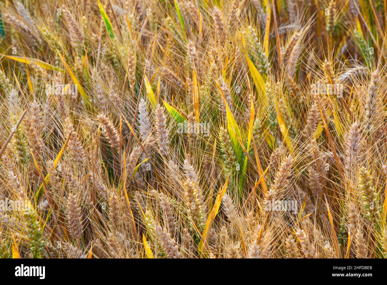golden corn field with spica in detail Stock Photo - Alamy