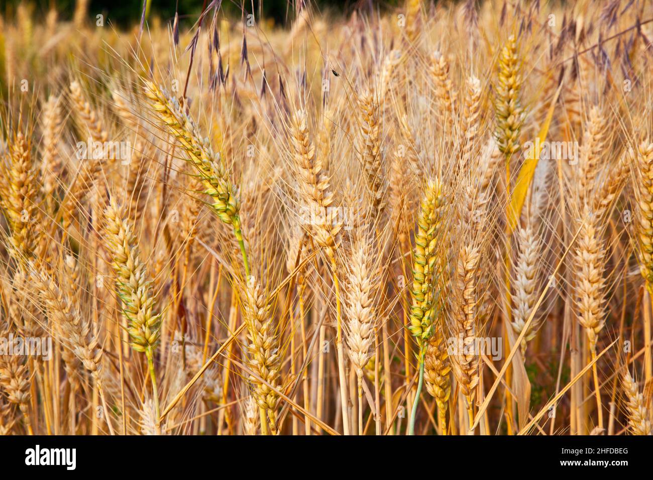 golden corn field with spica in detail Stock Photo - Alamy