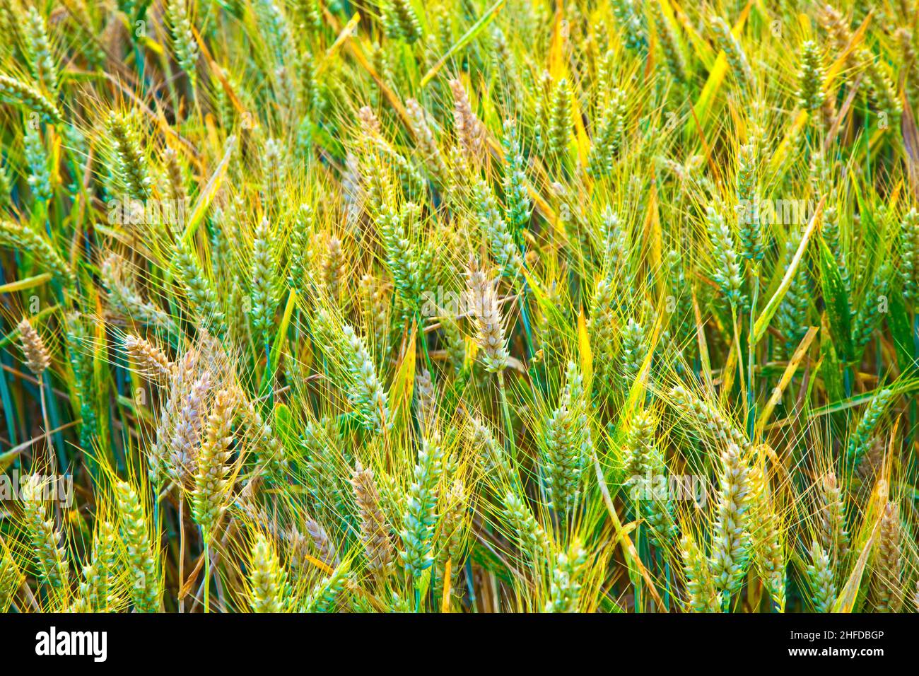 golden corn field with spica in detail Stock Photo - Alamy