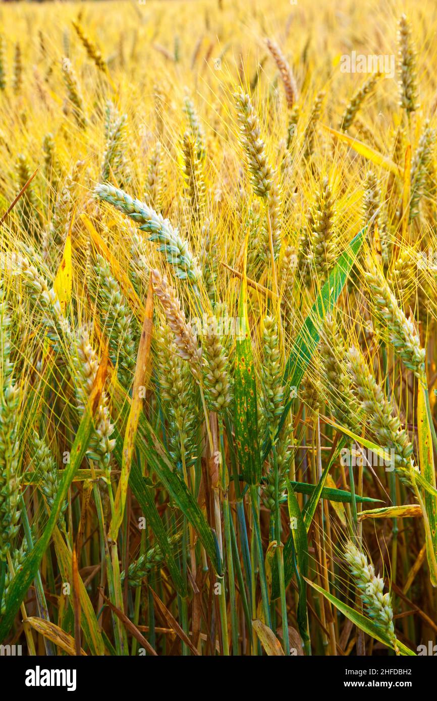 golden corn field with spica in detail Stock Photo - Alamy
