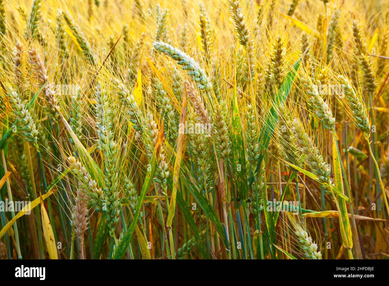 golden corn field with spica in detail Stock Photo - Alamy