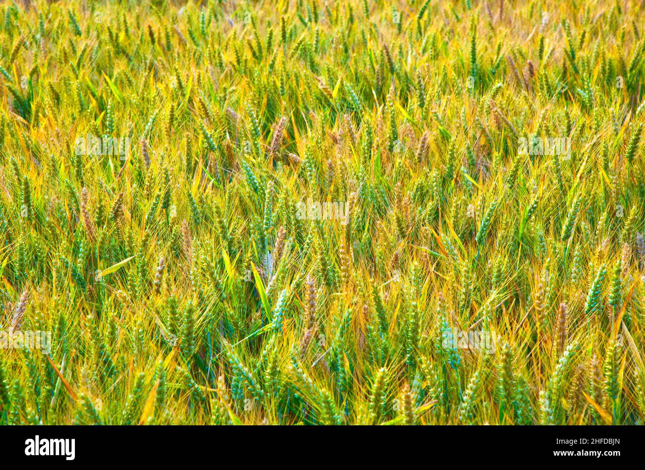 golden corn field with spica in detail Stock Photo - Alamy