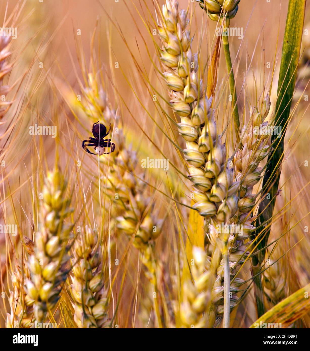 Spider arable hi-res stock photography and images - Alamy