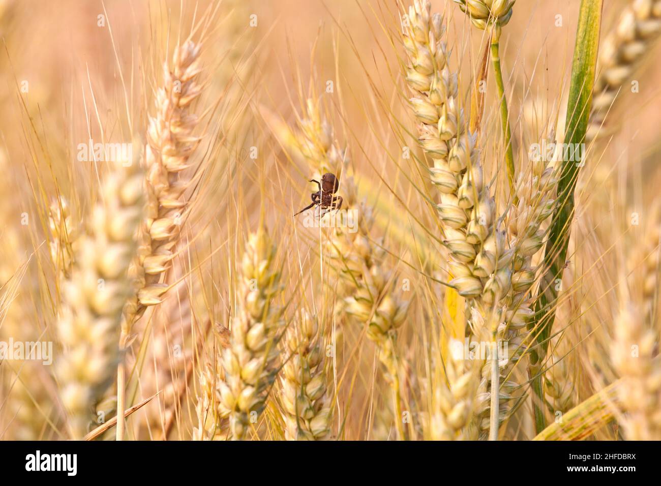 Spider arable hi-res stock photography and images - Alamy