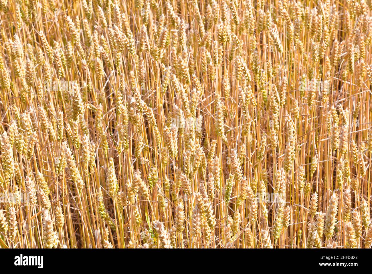 golden corn field in detail Stock Photo - Alamy