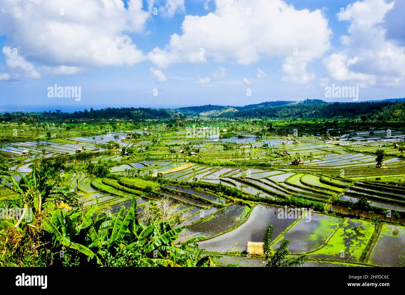 rice terraces in Bali Stock Photo - Alamy