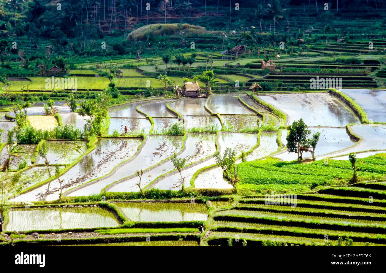 rice terraces in Bali Stock Photo - Alamy