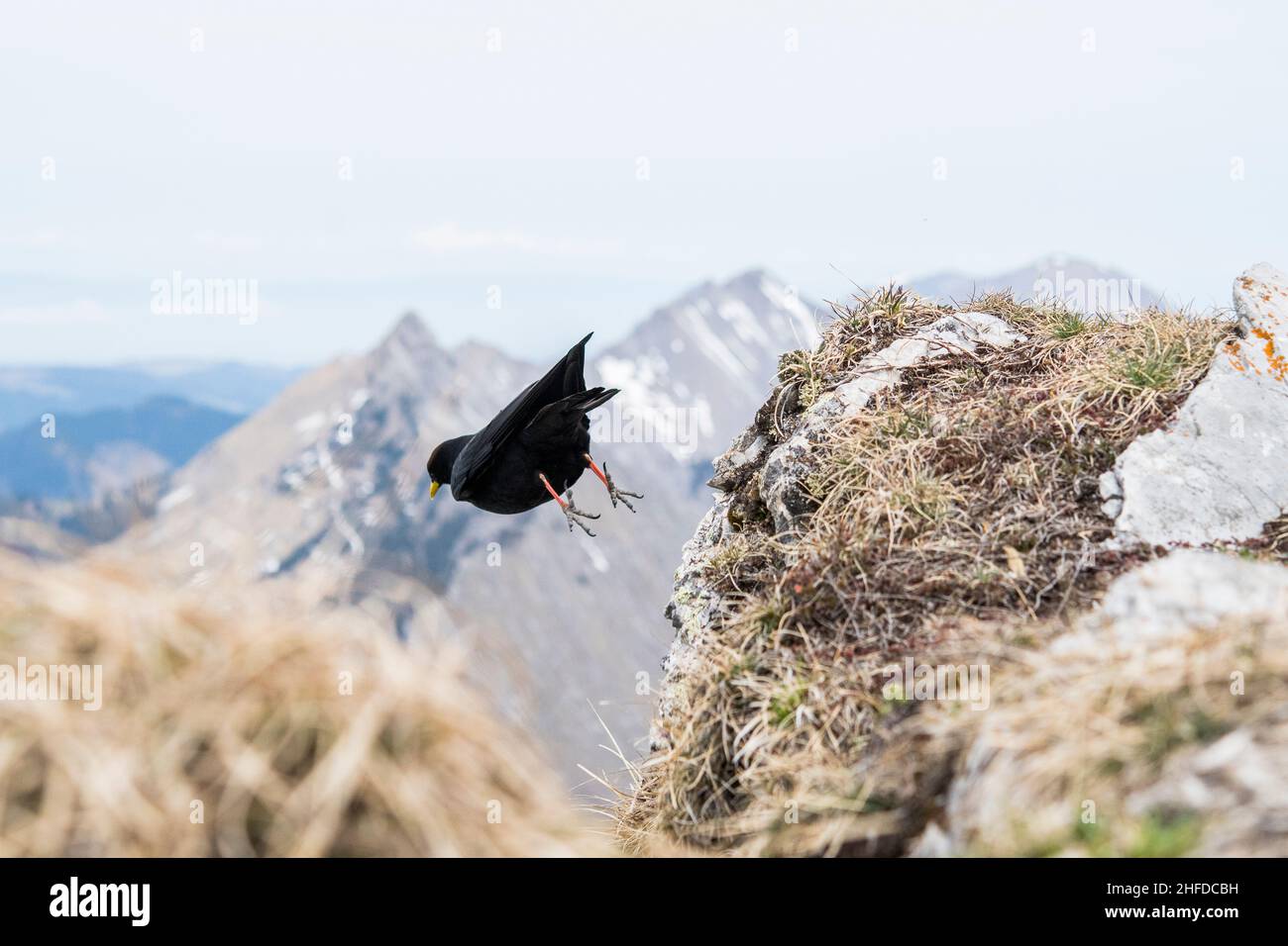 Alpine Chough or yellow-billed chough (Pyrrhocorax graculus), jump to ...