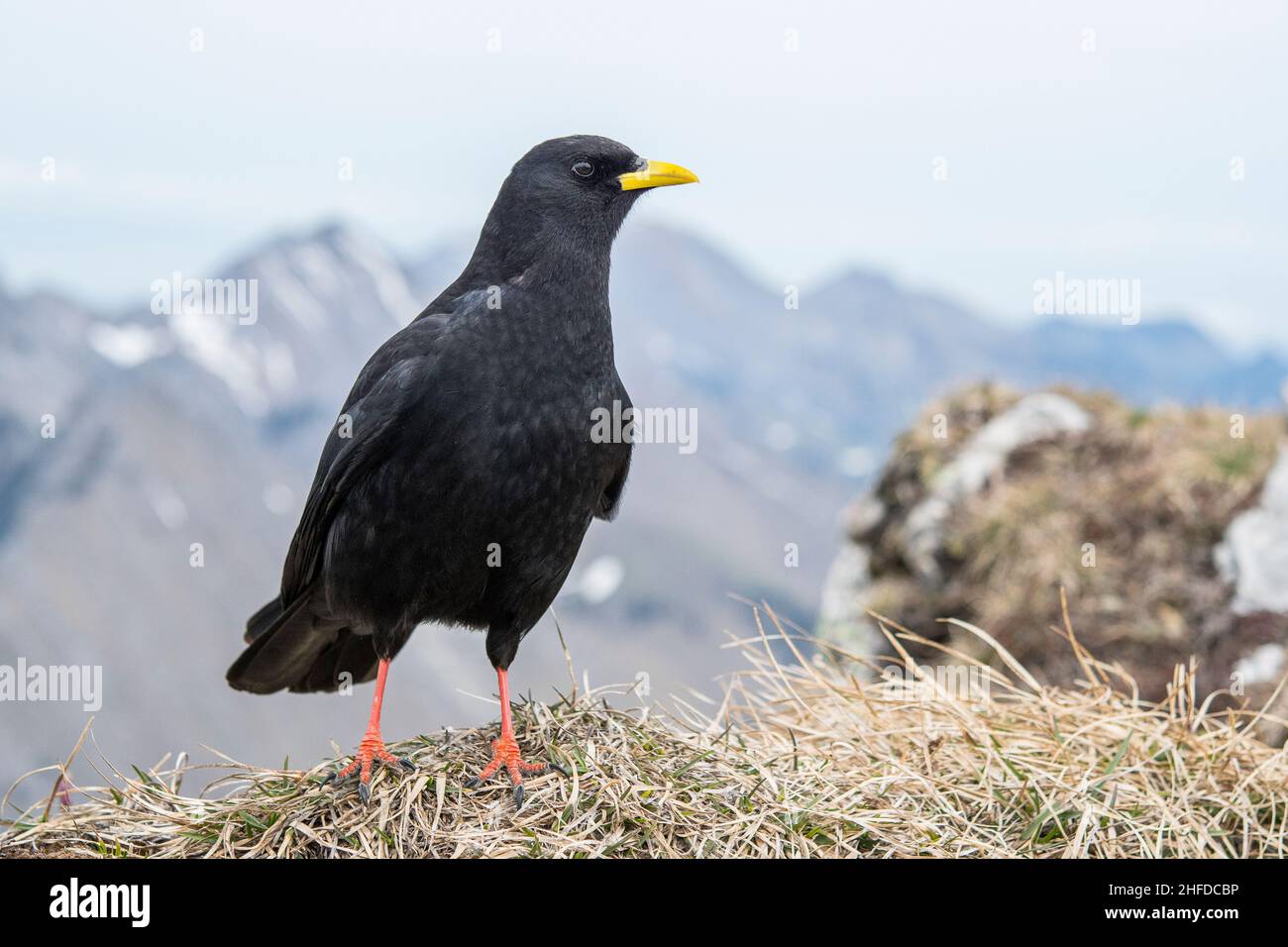 Alpine Chough or yellow-billed chough (Pyrrhocorax graculus Stock Photo ...