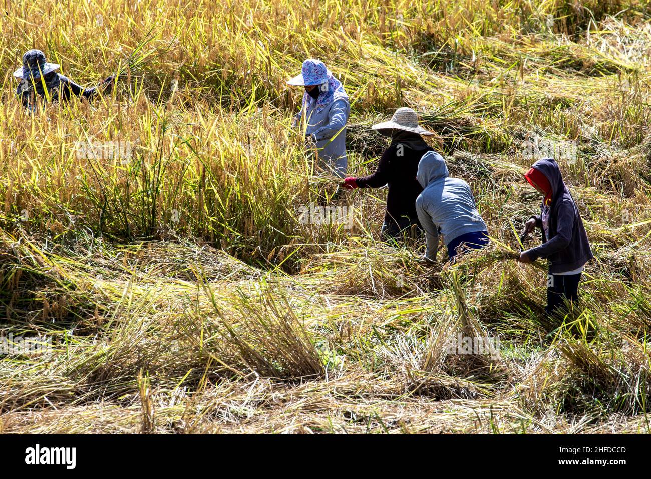 Agricultural workers in paddy fields in Tambunan Sabah Borneo Malaysia ...