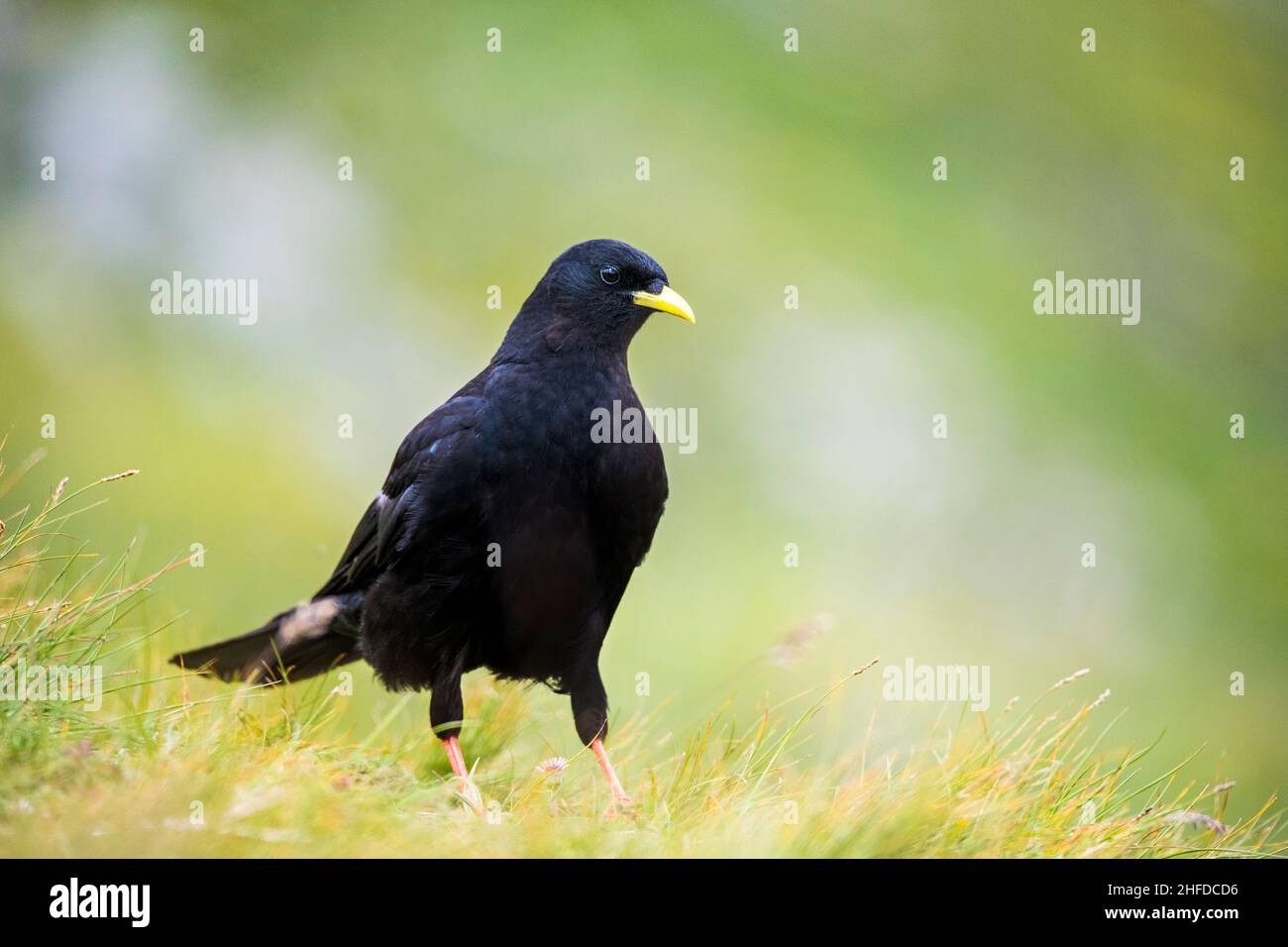 Alpine Chough or yellow-billed chough (Pyrrhocorax graculus Stock Photo ...