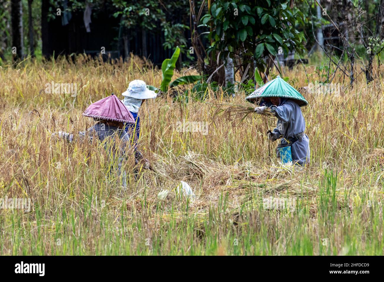 Agricultural workers in paddy fields in Tambunan Sabah Borneo Malaysia ...