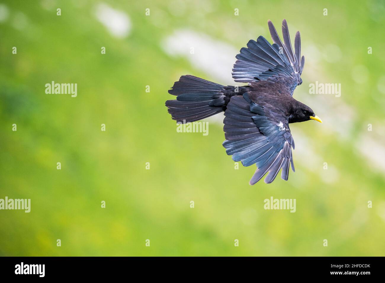 Alpine Chough or yellow-billed chough (Pyrrhocorax graculus), in flight ...