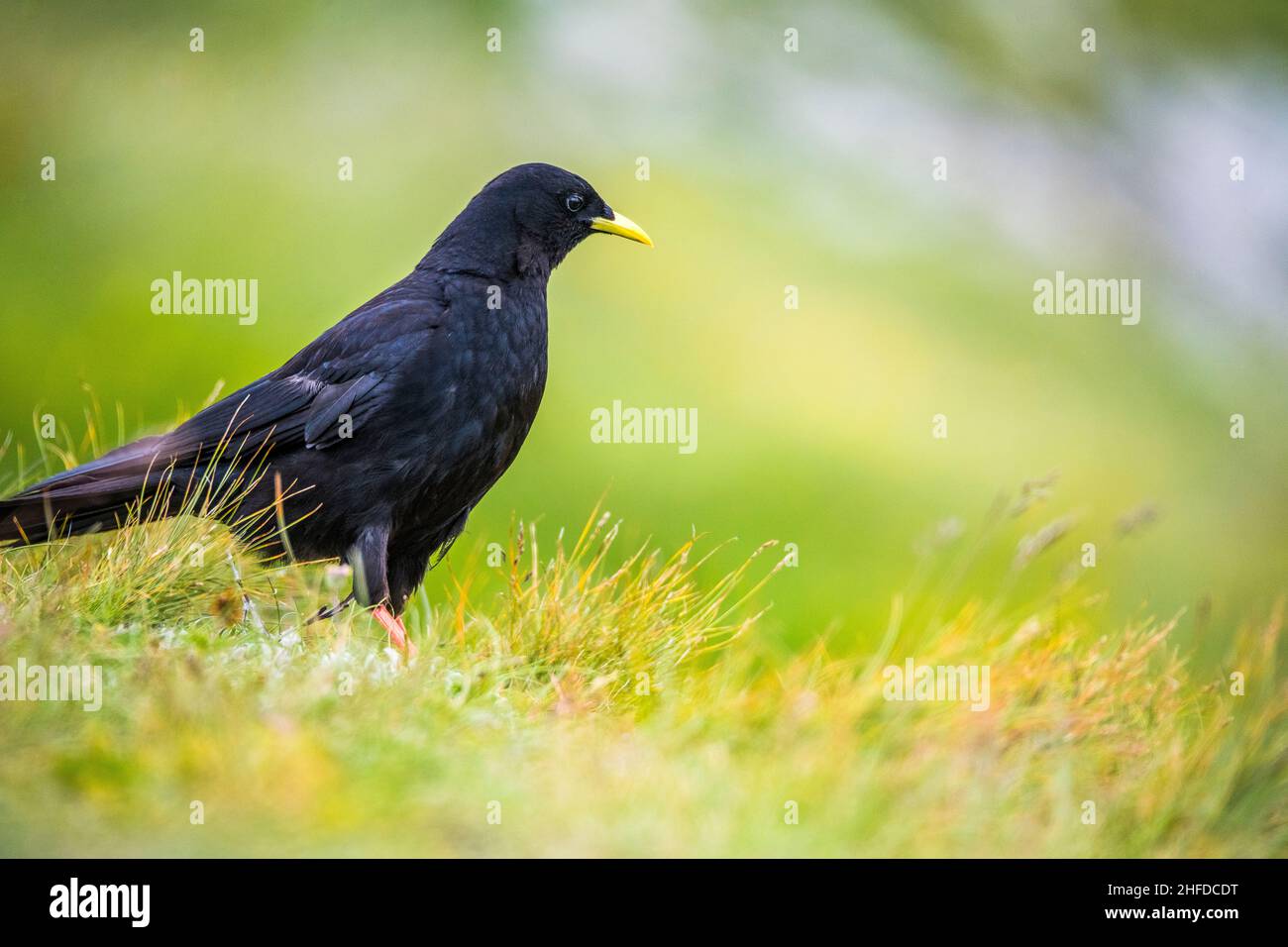 Alpine Chough or yellow-billed chough (Pyrrhocorax graculus Stock Photo ...