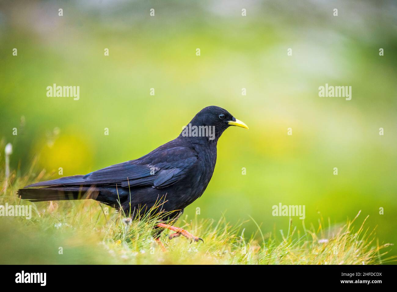 Alpine Chough or yellow-billed chough (Pyrrhocorax graculus Stock Photo ...