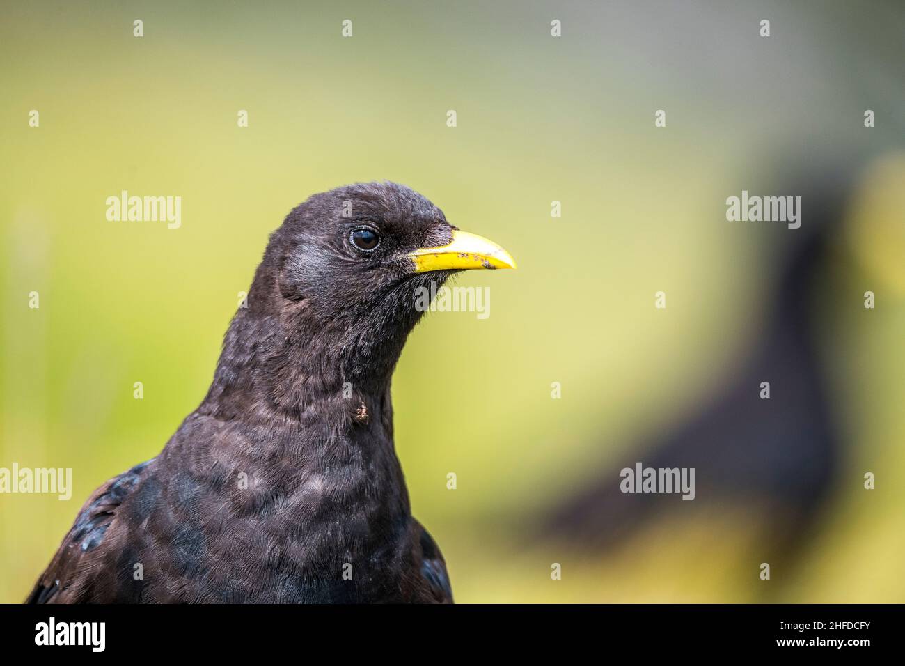 Alpine Chough or yellow-billed chough (Pyrrhocorax graculus), portrait ...