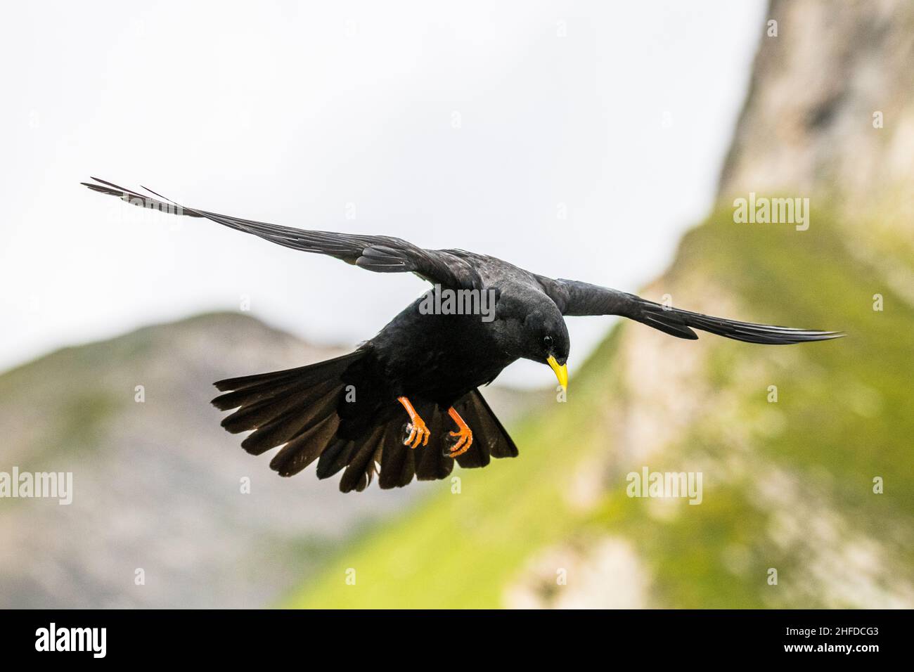 Alpine Chough or yellow-billed chough (Pyrrhocorax graculus), in flight ...