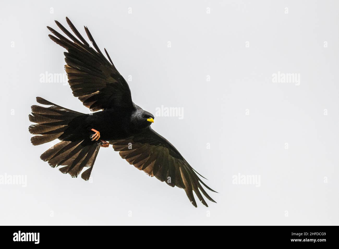 Alpine Chough or yellow-billed chough (Pyrrhocorax graculus), in flight ...