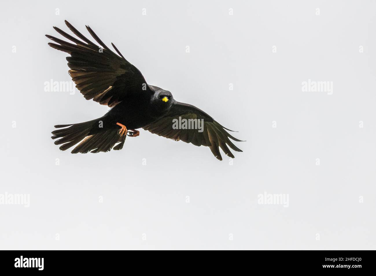 Alpine Chough or yellow-billed chough (Pyrrhocorax graculus), in flight ...