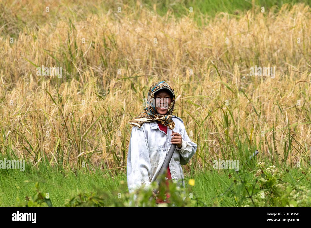 Agricultural workers in paddy fields in Tambunan Sabah Borneo Malaysia ...