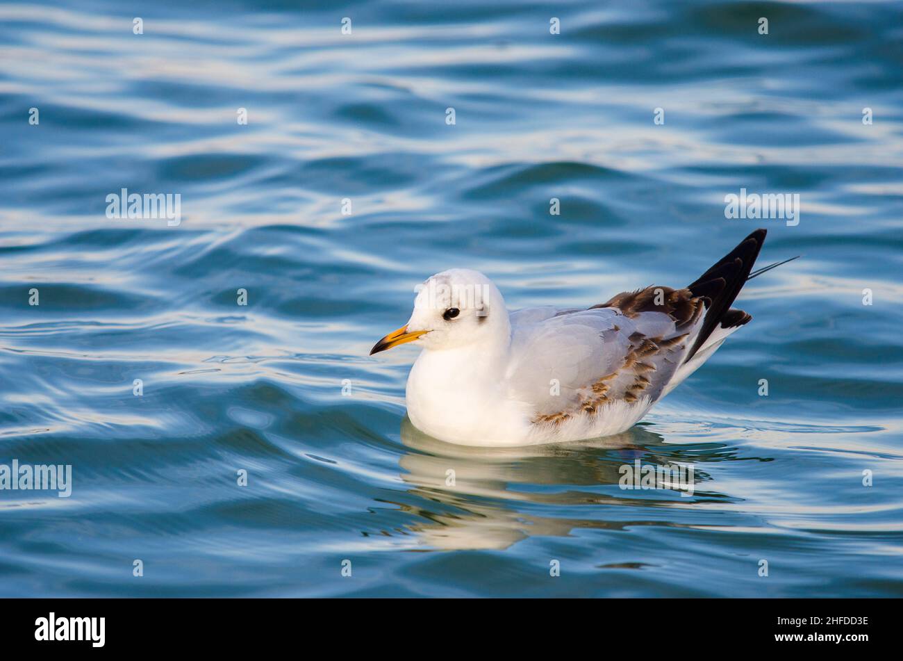 Black-headed gull (Chroicocephalus ridibundus) young first winter ...