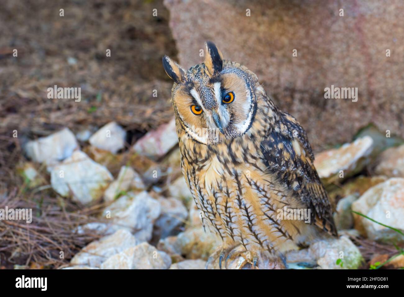 Owls Flying Cat