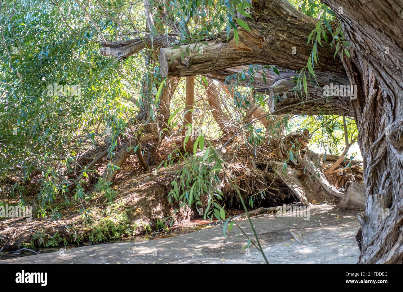 700-year-old willow that grows in Altyn Emel national park, Kazakhstan ...