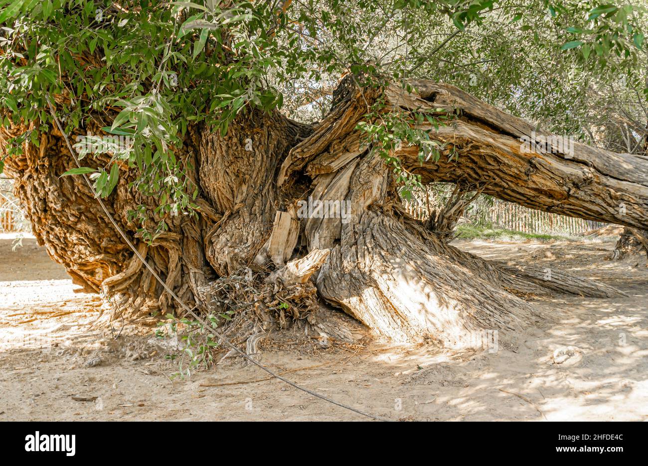 700-year-old willow that grows in Altyn Emel national park, Kazakhstan ...