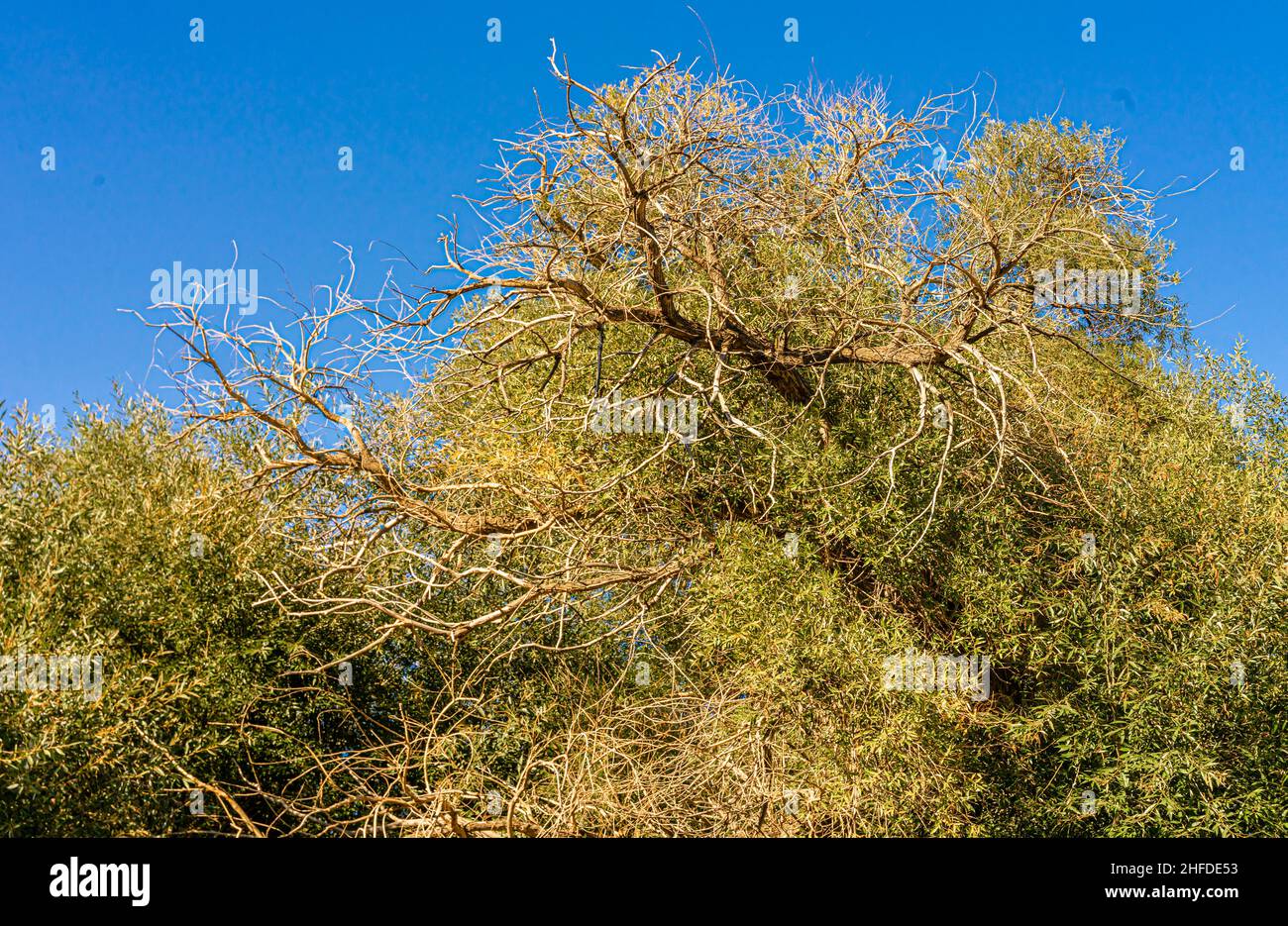 700-year-old willow that grows in Altyn Emel national park, Kazakhstan ...