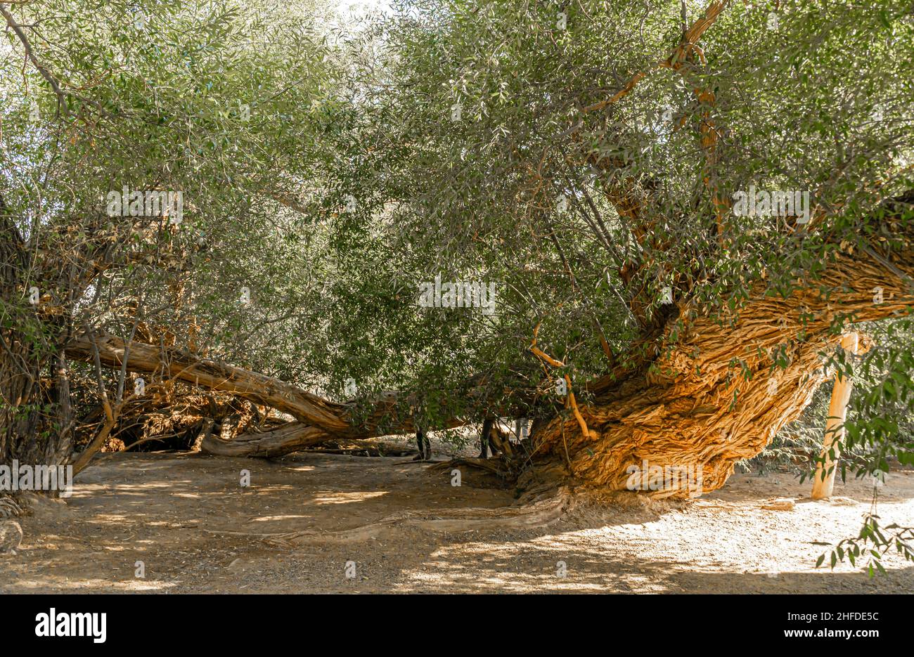 700-year-old willow that grows in Altyn Emel national park, Kazakhstan ...