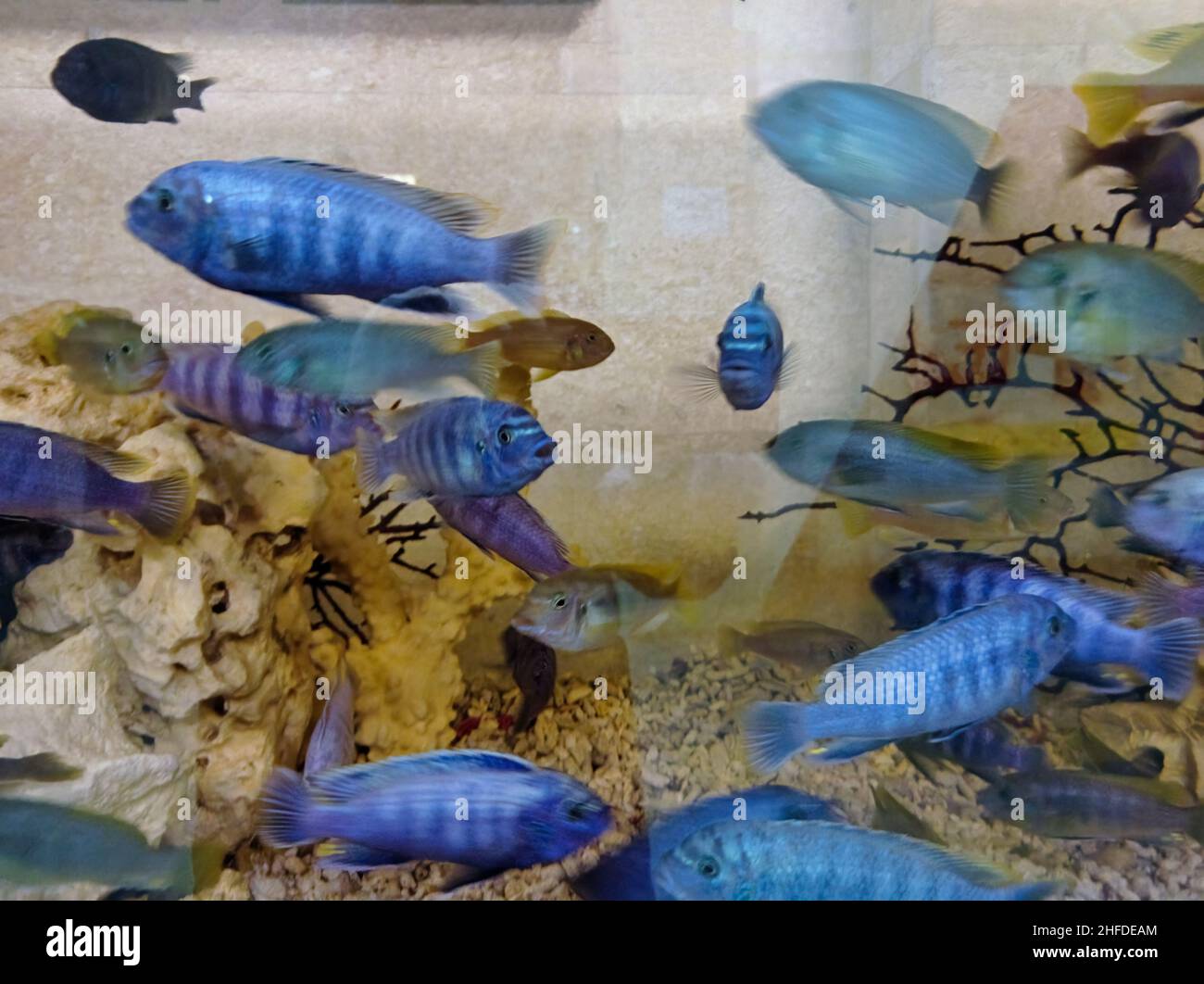 Tropical fish in a large aquarium. Natural aquarium representing ...