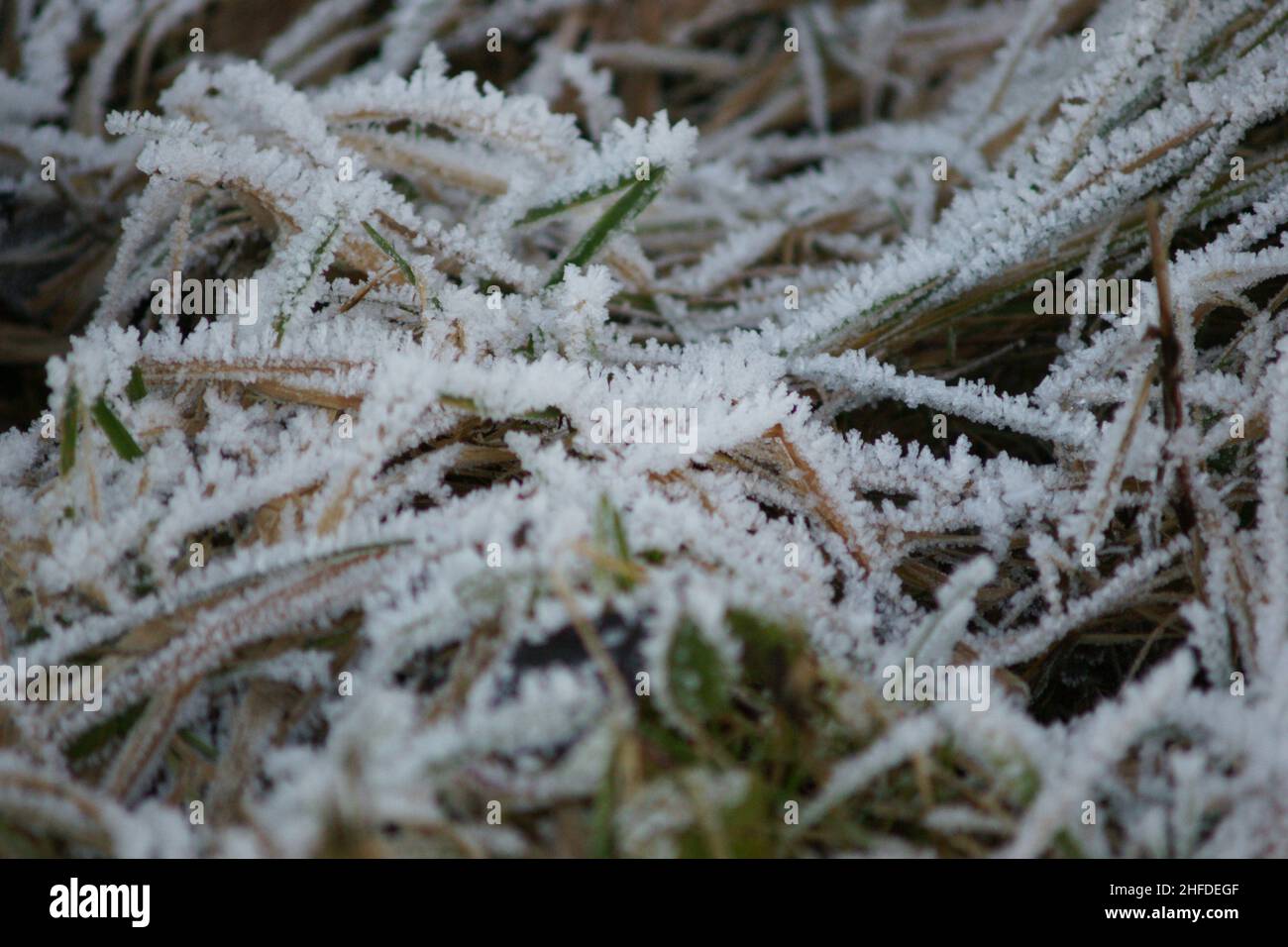 Ice crystals on grass Stock Photo - Alamy