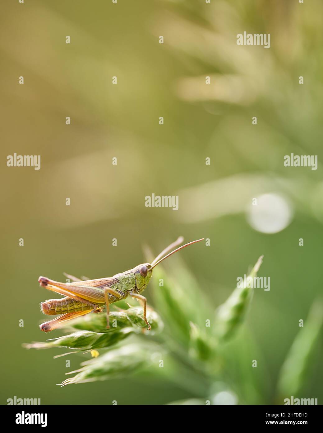 In search of insects hi-res stock photography and images - Alamy