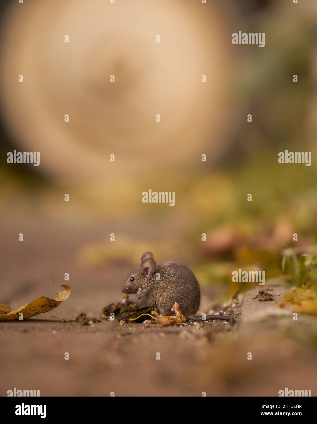 A cute house mouse during the lunch break Stock Photo - Alamy