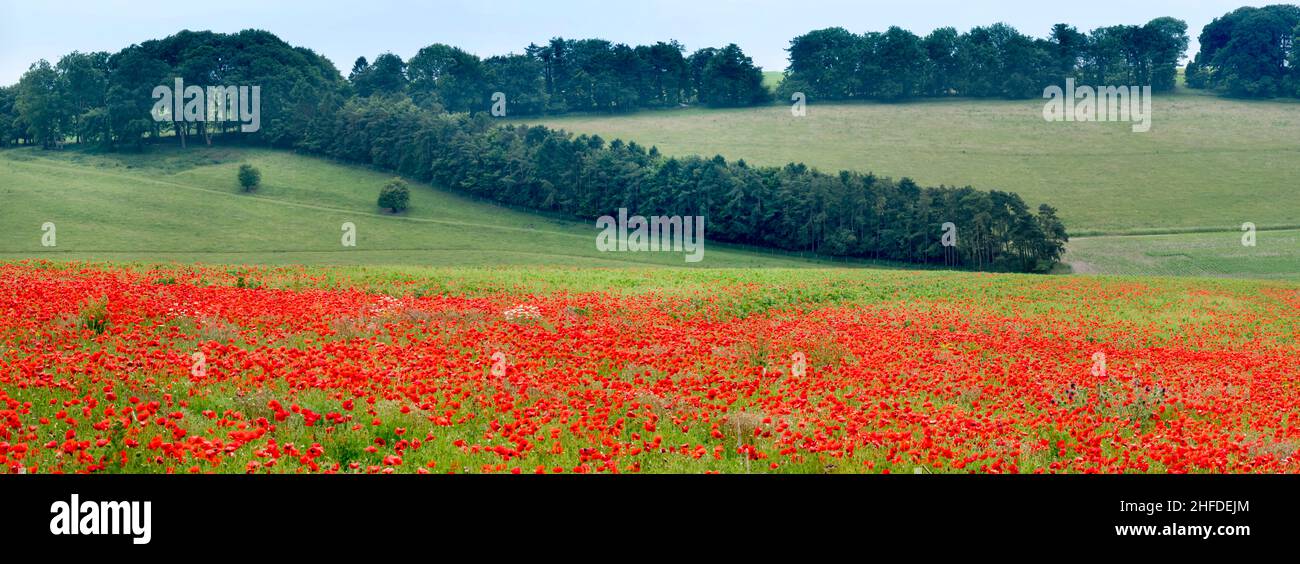 Poppy field wiltshire england hi-res stock photography and images - Alamy
