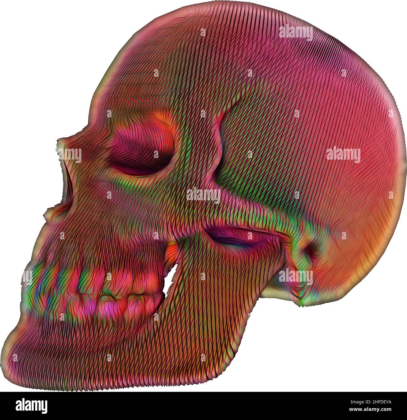 Human skull colored with transparent background,3d,illustration Stock ...