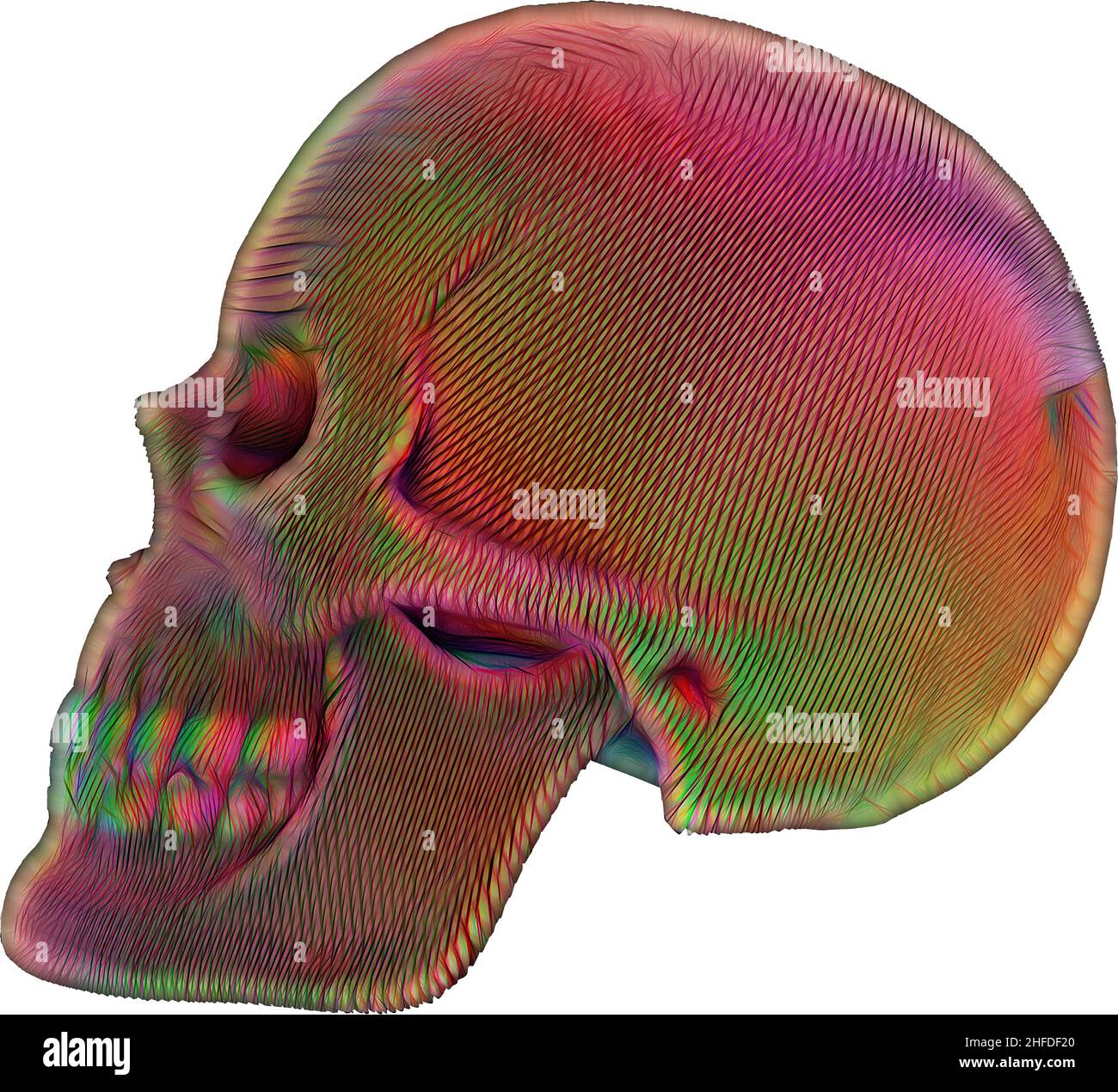 Human skull colored with transparent background,3d,illustration Stock ...