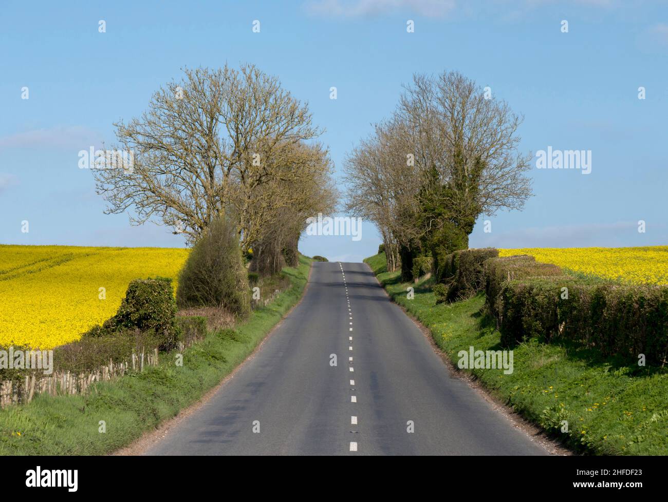 Road through tree hi-res stock photography and images - Alamy