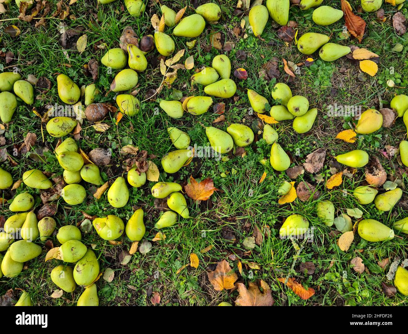 Pears at the ground partly ripely, partly already rotten, in October ...