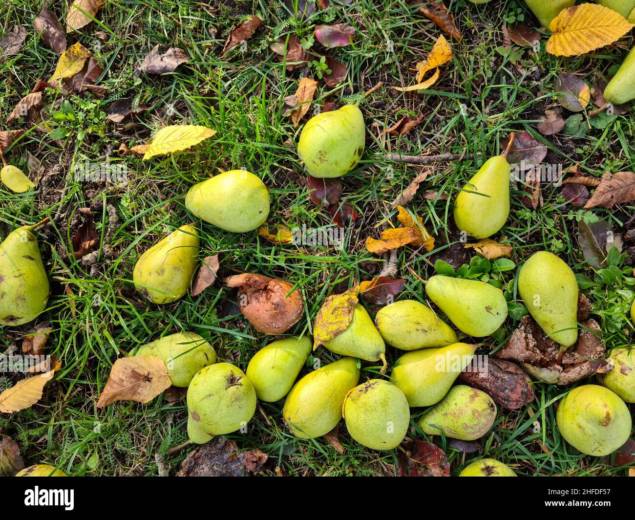 Pears at the ground partly ripely, partly already rotten, in October ...