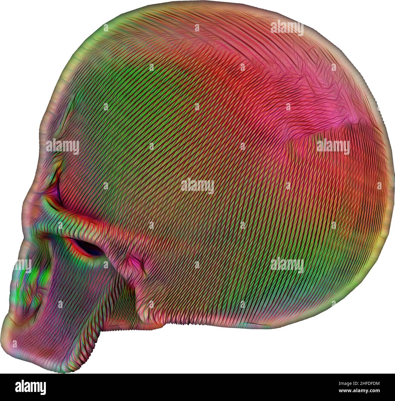 Human skull colored with transparent background,3d,illustration Stock ...