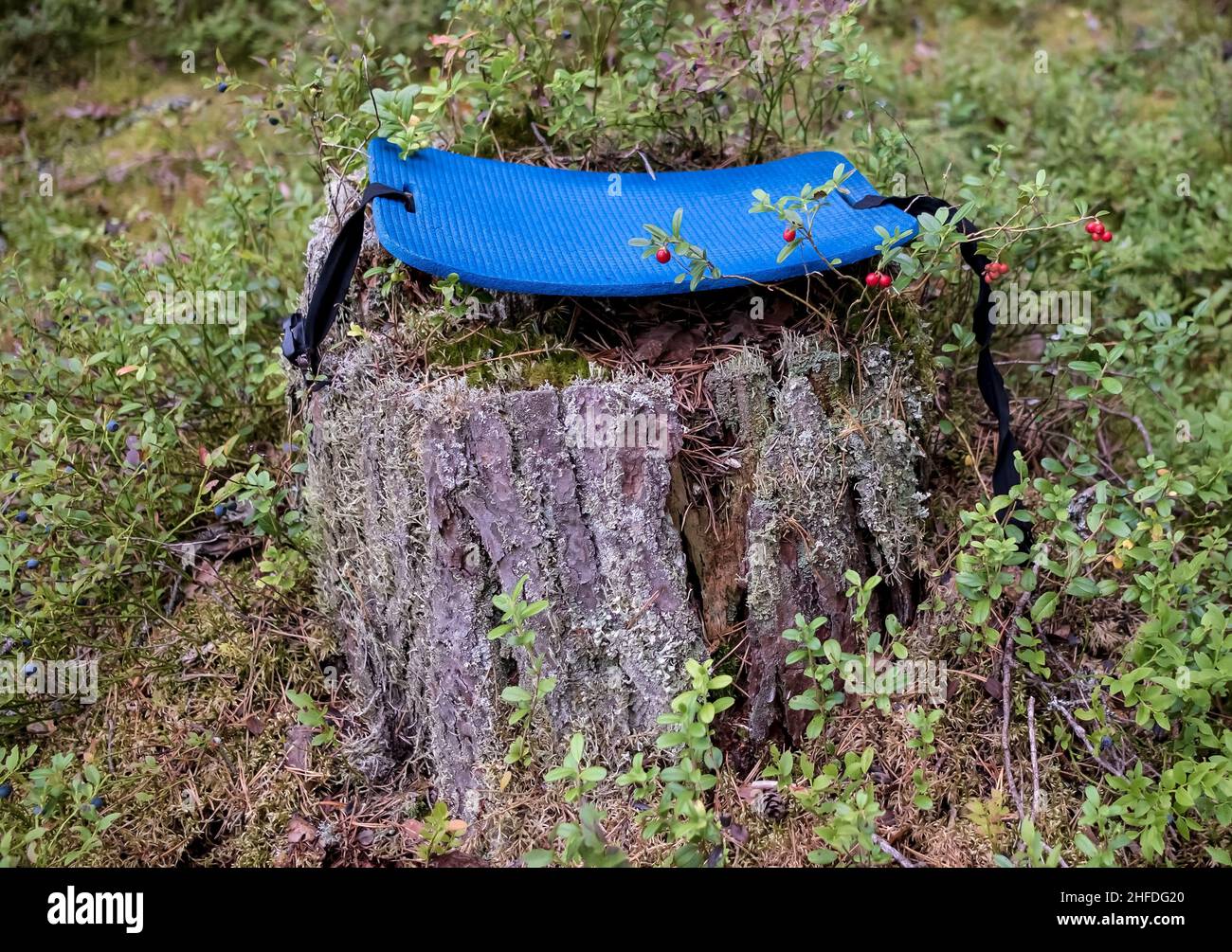 Rotten rubber stump hi-res stock photography and images - Alamy