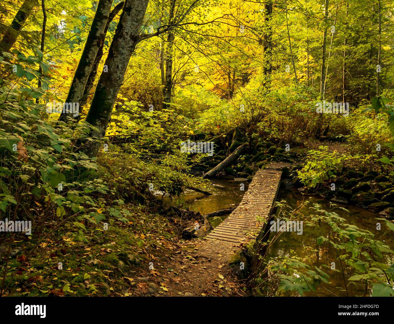 Forest trails with Fall colors in BC. Rainforest ecosystem on Vancouver ...