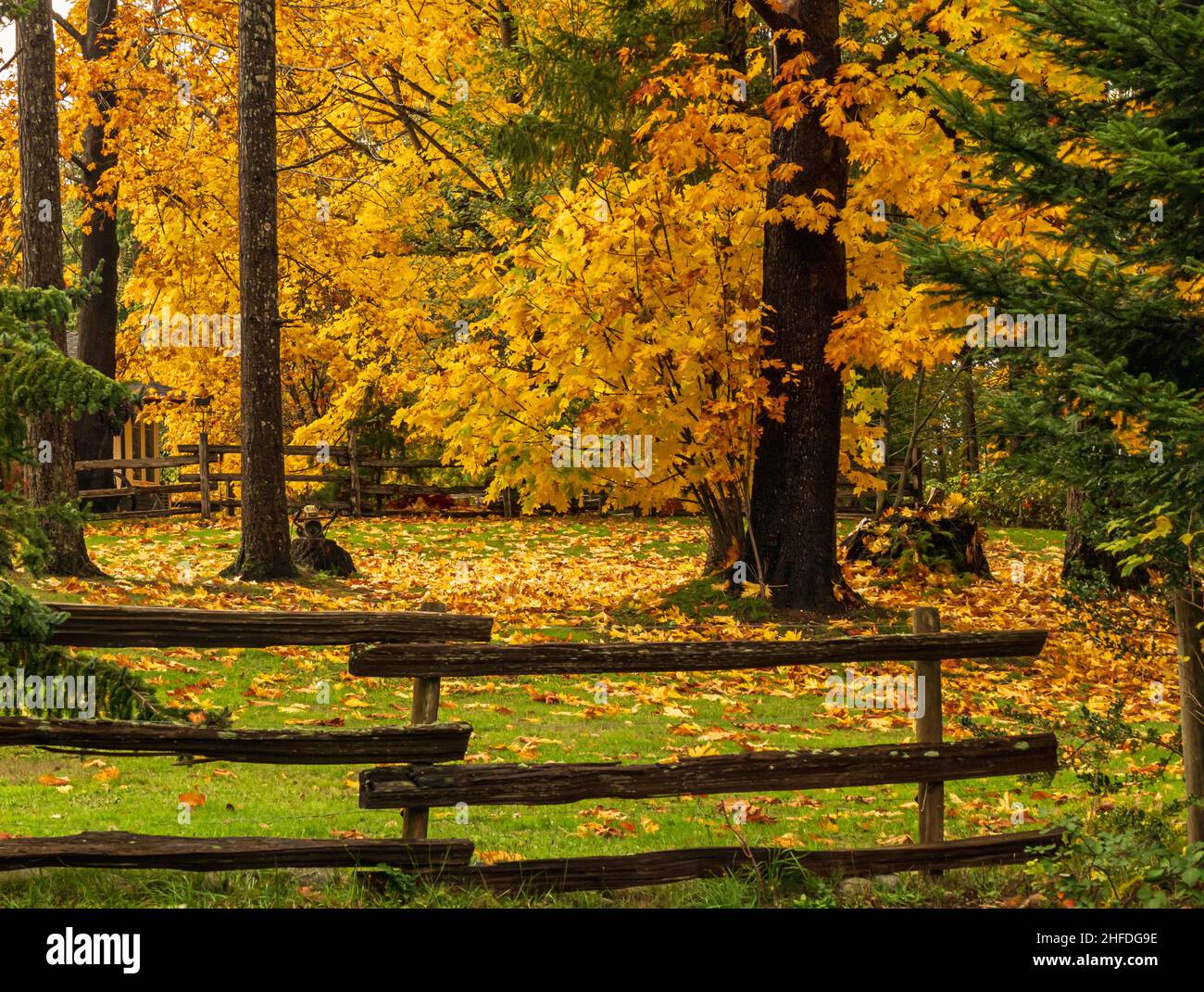 Fall scene, grassy field in a farmyard with yellow and orange maple ...