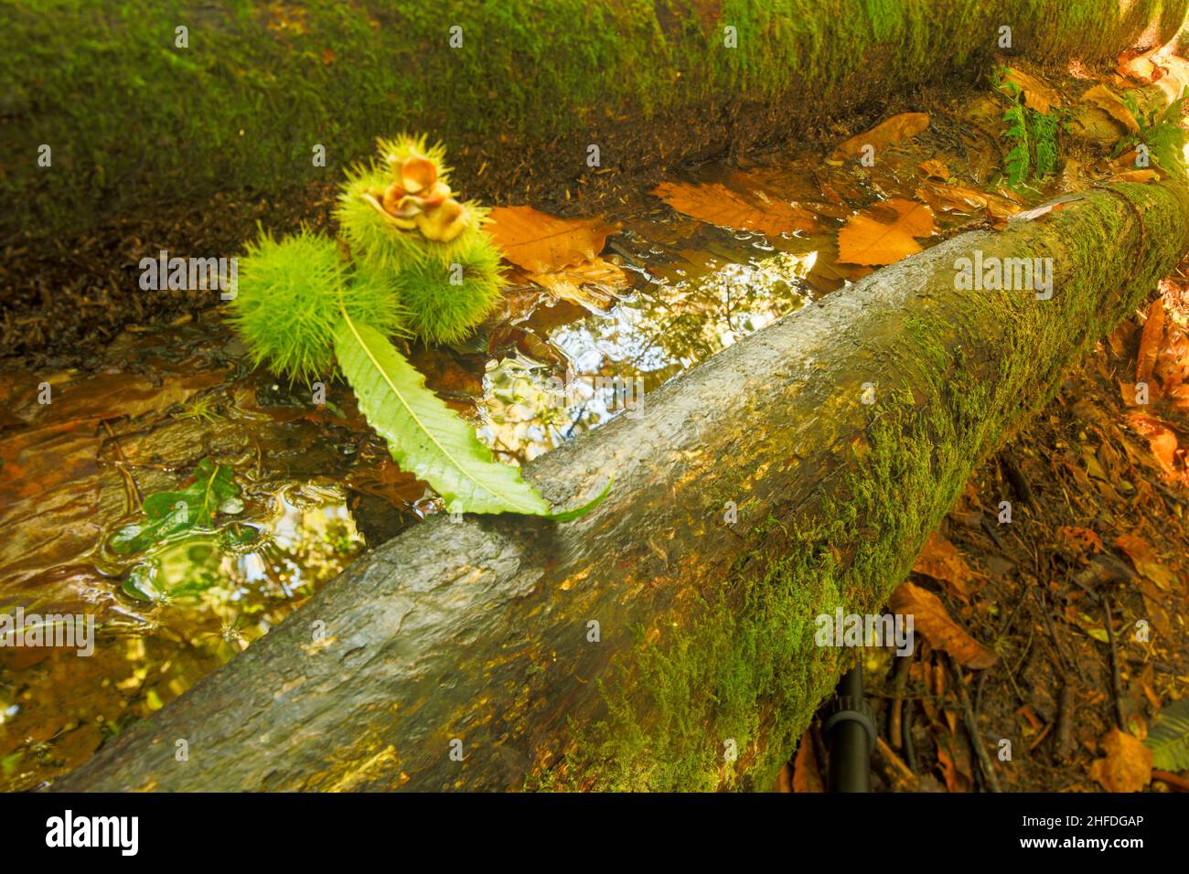 Intimate forage food in the wider landscape of Castanea sativa, sweet ...