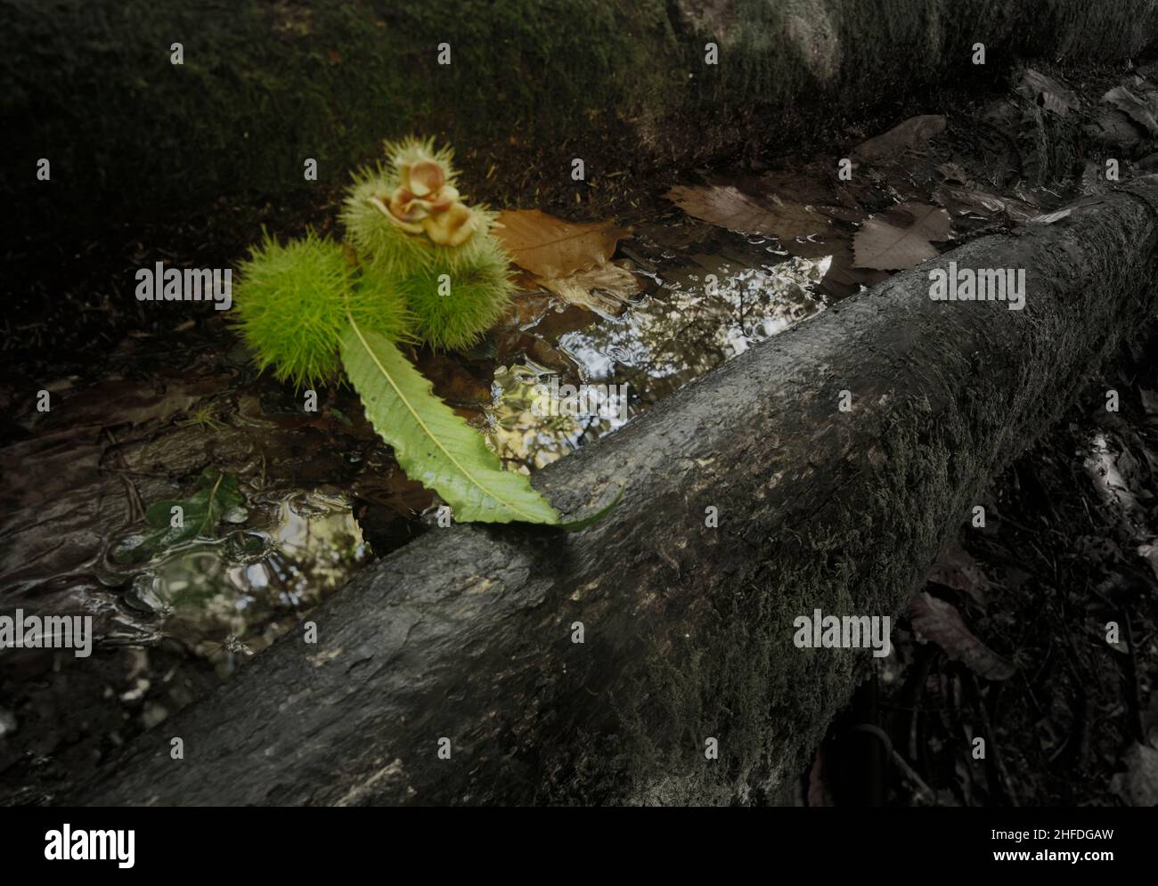 Intimate forage food in the wider landscape of Castanea sativa, sweet ...